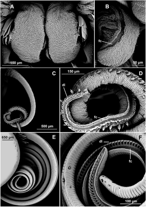 Structural and physical determinants of the proboscis–sucking pump ...