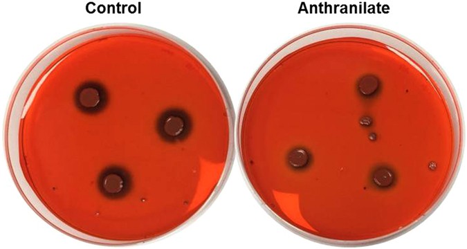 Anti-biofilm effect s of anthranilate on a broad range of bacteria ...