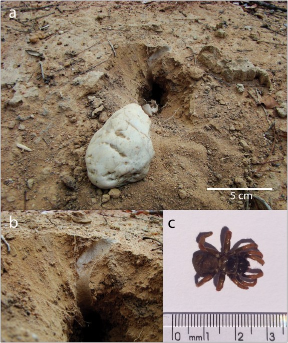 Digging up food: excavation stone tool use by wild capuchin monkeys ...