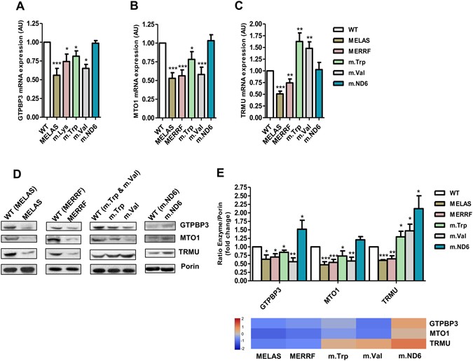microRNA-mediated differential expression of TRMU, GTPBP3 and MTO1 in ...