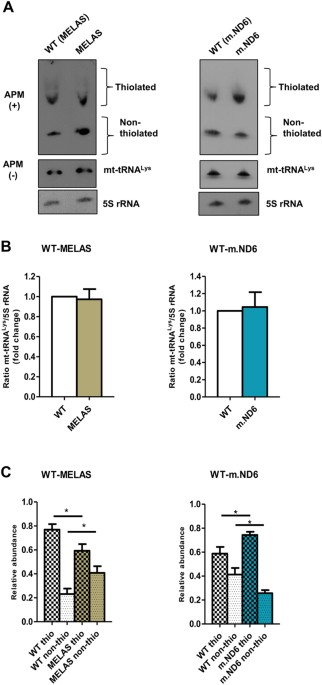 microRNA-mediated differential expression of TRMU, GTPBP3 and MTO1 in ...
