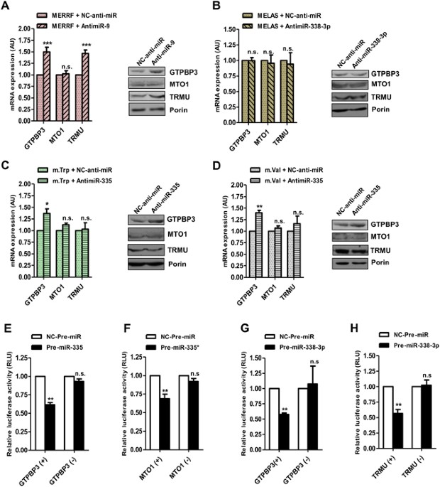 microRNA-mediated differential expression of TRMU, GTPBP3 and MTO1 in ...
