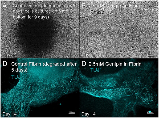 Mechanically stable fibrin scaffolds promote viability and induce ...