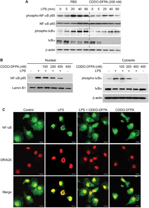 A unique tolerizing dendritic cell phenotype induced by the synthetic ...