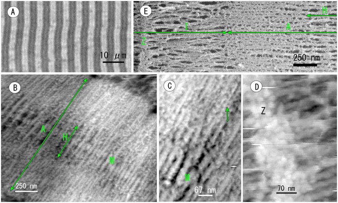 A Cryosectioning Technique for the Observation of Intracellular ...