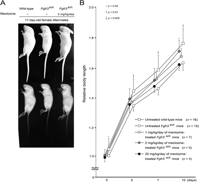 Clinical dosage of meclozine promotes longitudinal bone growth, bone ...