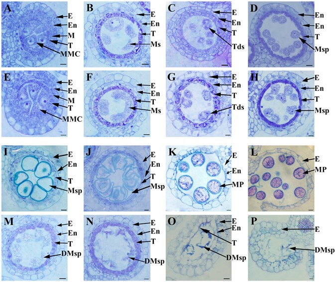An atypical strictosidine synthase, OsSTRL2, plays key roles in anther development and pollen ...