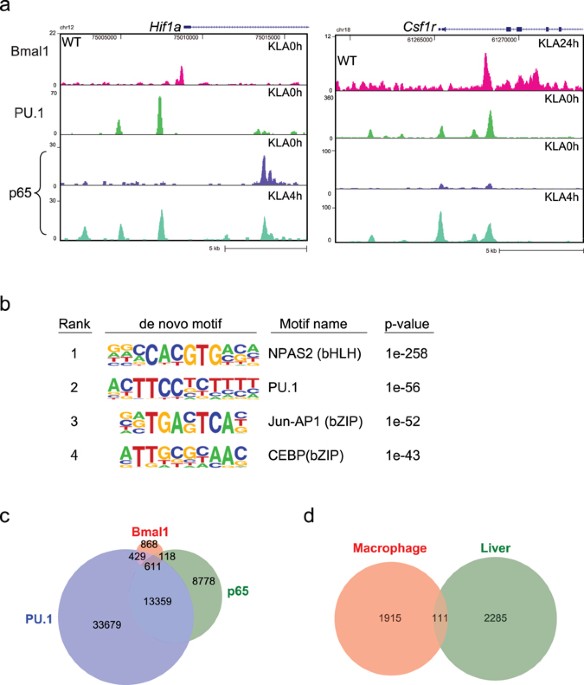 Bmal1 regulates inflammatory responses in macrophages by modulating ...
