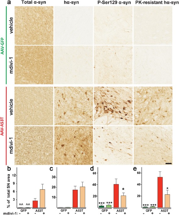 Mitochondrial division inhibitor-1 is neuroprotective in the A53T-α ...
