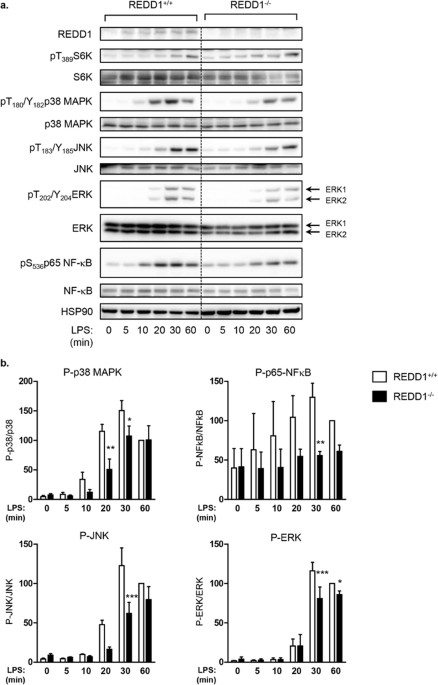 Implication of REDD1 in the activation of inflammatory pathways ...
