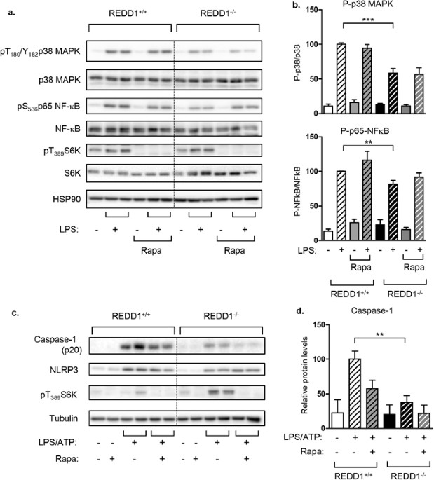 Implication of REDD1 in the activation of inflammatory pathways ...