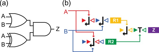 Logic Synthesis of Recombinase-Based Genetic Circuits | Scientific Reports