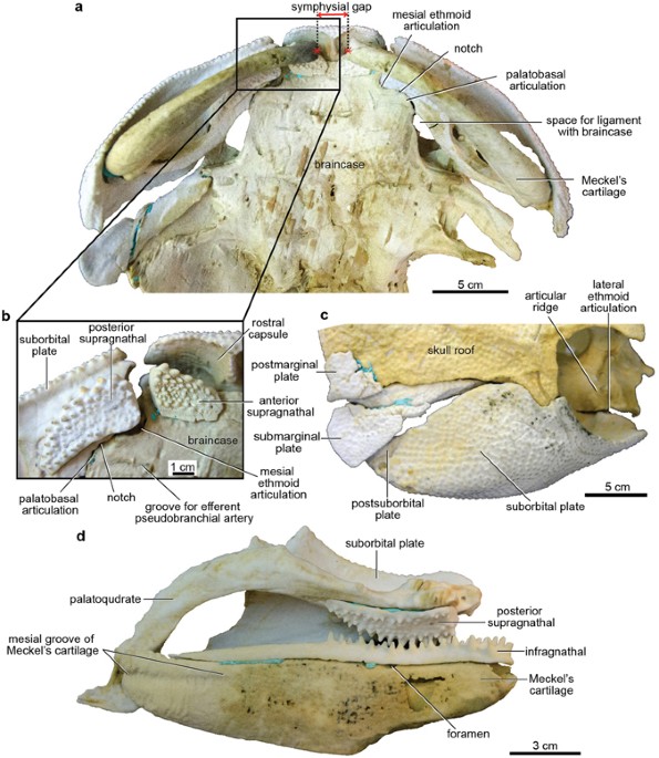 New findings in a 400 million-year-old Devonian placoderm shed light on ...