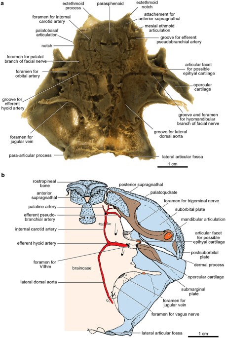 New findings in a 400 million-year-old Devonian placoderm shed light on ...