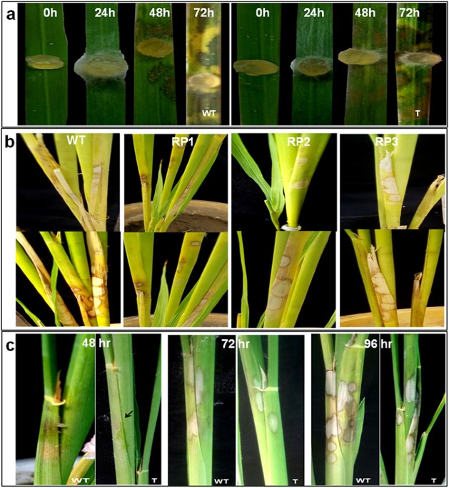 Host Delivered RNAi, an efficient approach to increase rice resistance ...