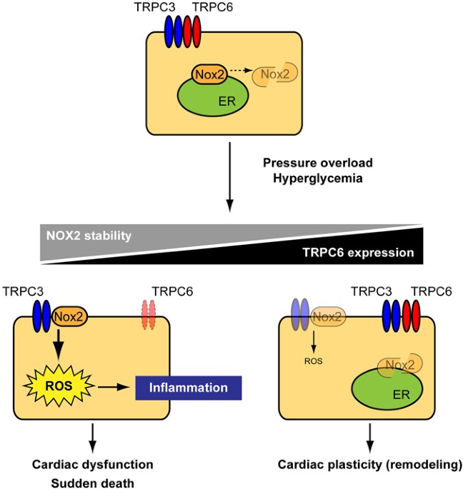 TRPC6 counteracts TRPC3-Nox2 protein complex leading to attenuation of ...