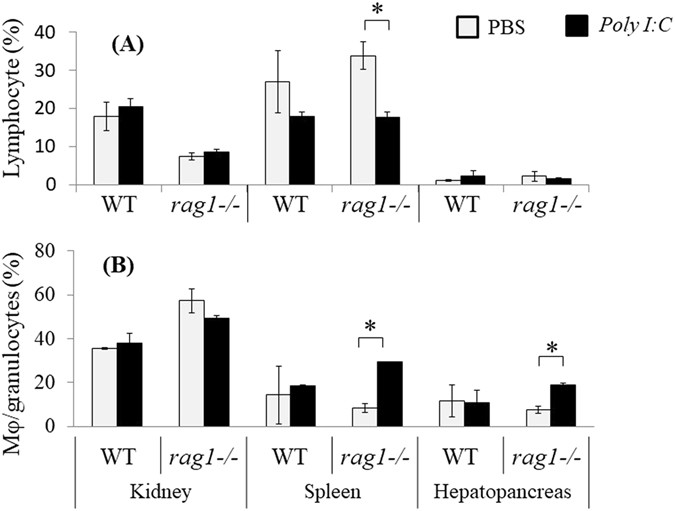 Comprehensive validation of T- and B-cell deficiency in rag1 -null ...