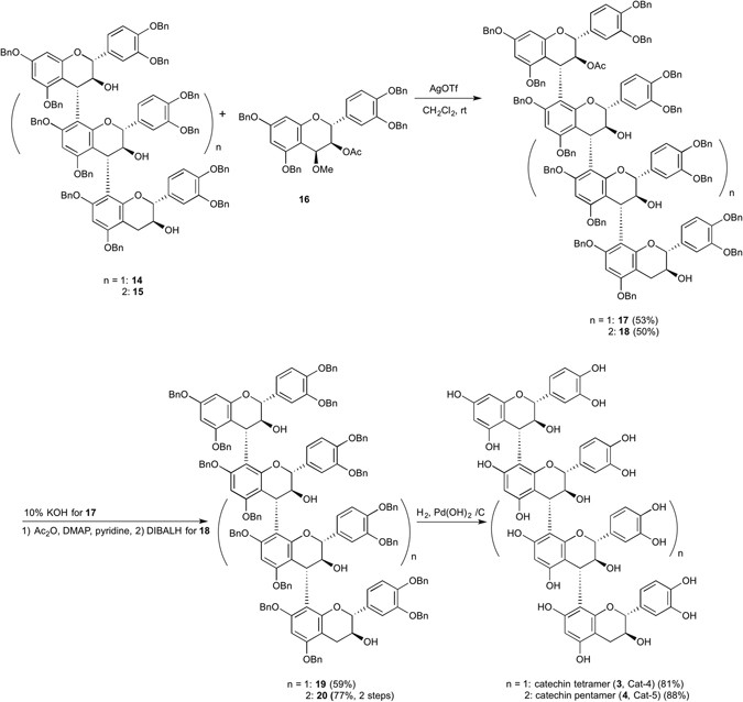 Epicatechin oligomers longer than trimers have anti-cancer activities ...