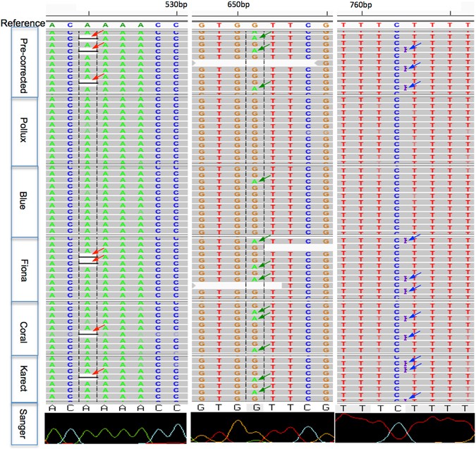 Comparison of error correction algorithms for Ion Torrent PGM data: application to hepatitis B ...