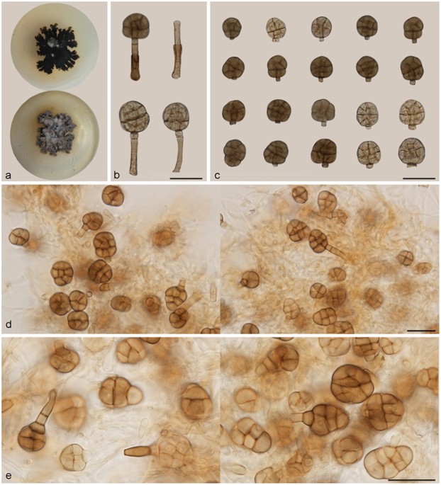 Acrodictys-like wood decay fungi from southern China, with two new ...