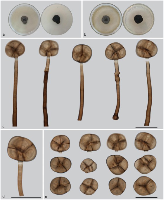 Acrodictys-like wood decay fungi from southern China, with two new ...