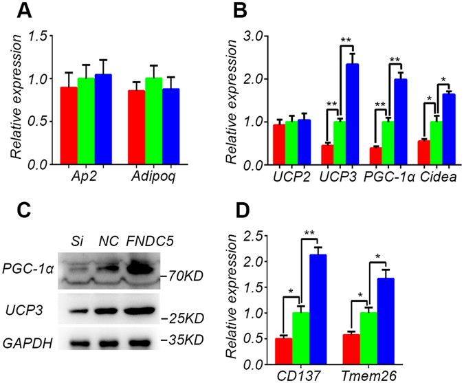 Gene Location, Expression, and Function of FNDC5 in Meishan Pigs ...