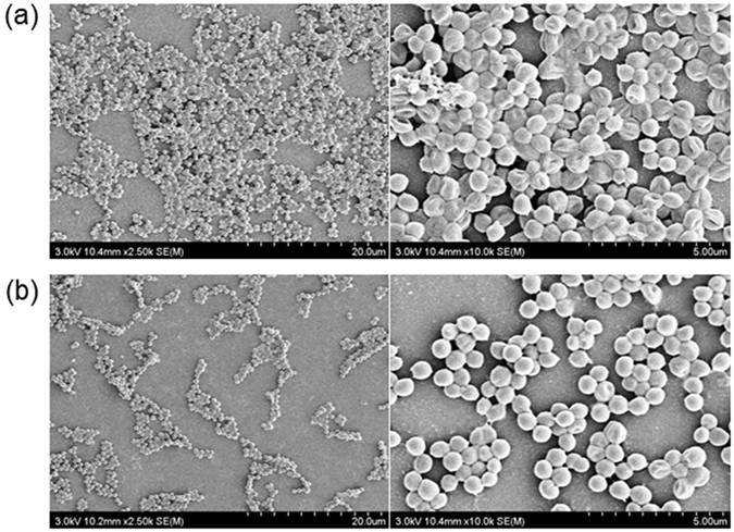 Spontaneous detachment of Streptococcus mutans biofilm by synergistic ...