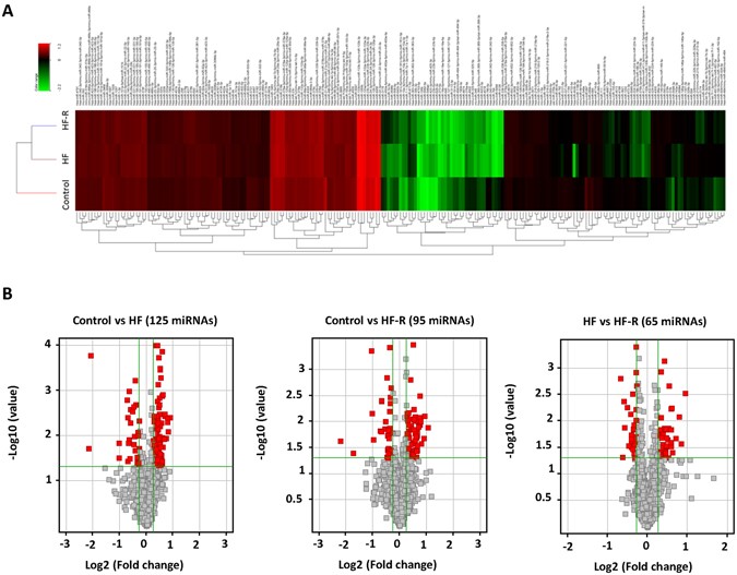 Identification of novel microRNAs in the sheep heart and their ...