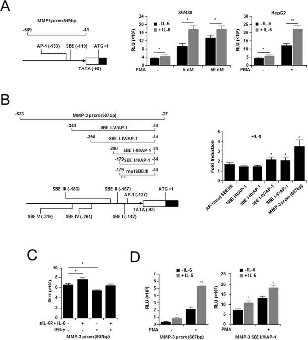 Novel STAT binding elements mediate IL-6 regulation of MMP-1 and MMP-3 ...