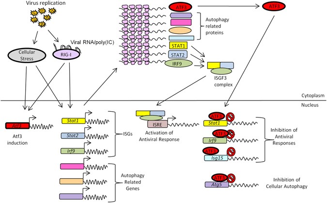 Atf3 Negatively Regulates Cellular Antiviral Signaling And Autophagy In