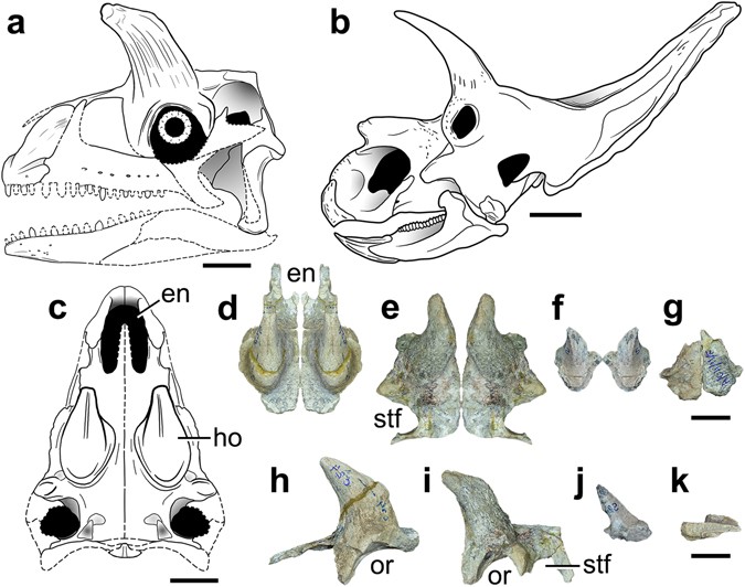 A new horned and long-necked herbivorous stem-archosaur from the Middle ...