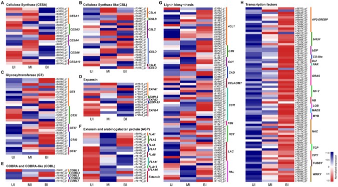 Transcriptome analysis of genes involved in secondary cell wall ...