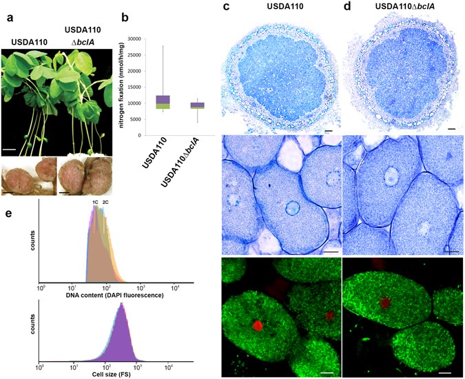 Integrated roles of BclA and DD-carboxypeptidase 1 in Bradyrhizobium differentiation within NCR ...