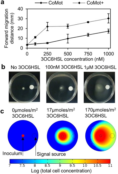 Transcriptional control of motility enables directional movement of ...