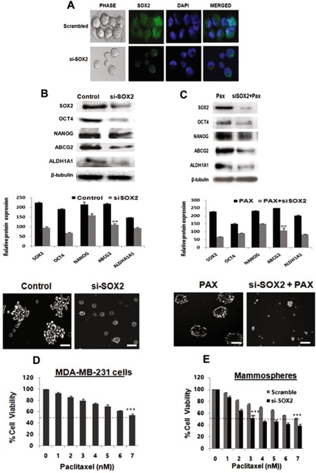 Modulation of SOX2 expression delineates an end-point for paclitaxel ...