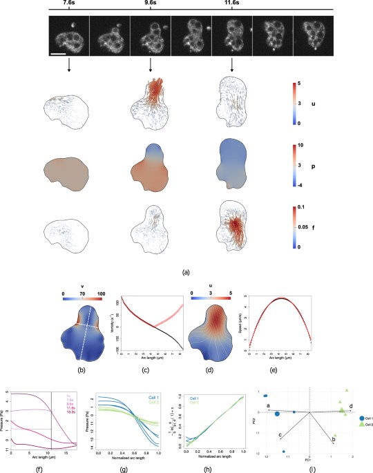 BioFlow: a non-invasive, image-based method to measure speed, pressure ...