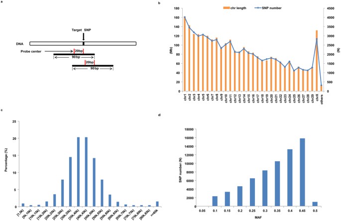 Genome Wide Target Enrichment Aided Chip Design A 66 K Snp Chip For