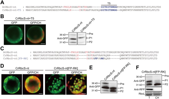 Evolution of rubisco complex small subunit transit peptides from algae ...
