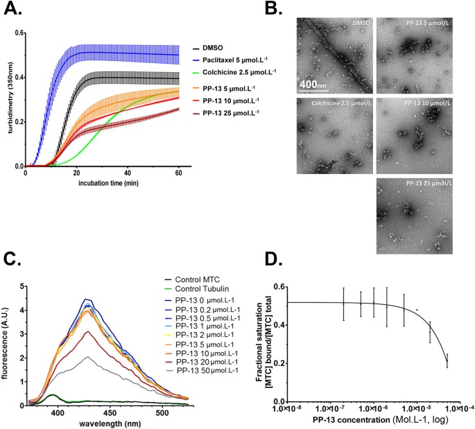 Identification of pyrrolopyrimidine derivative PP-13 as a novel ...