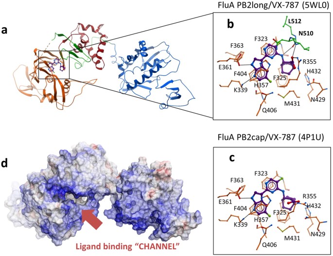 Structural basis for therapeutic inhibition of influenza A polymerase ...