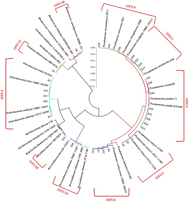 Diversity of culturable aerobic denitrifying bacteria in the sediment, water and biofilms in ...