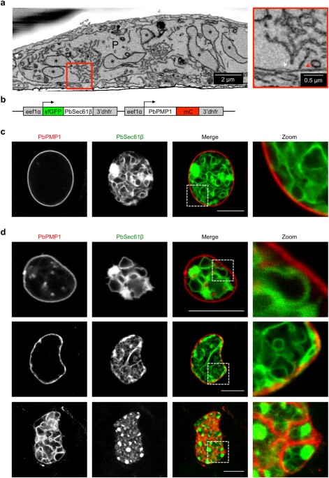 A Plasmodium plasma membrane reporter reveals membrane dynamics by live ...