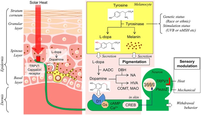Cutaneous pigmentation modulates skin sensitivity via tyrosinase ...