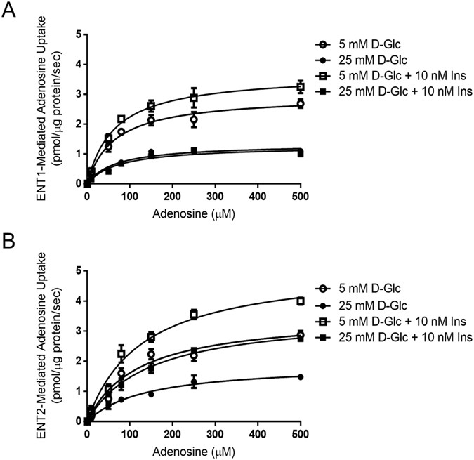 Deficient Insulin-mediated Upregulation of the Equilibrative Nucleoside ...