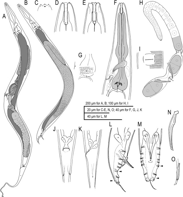 Description of two three-gendered nematode species in the new genus ...