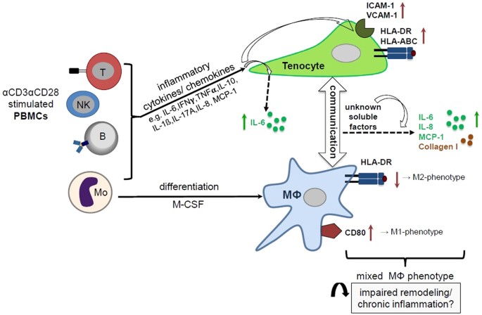 New insights into tenocyte-immune cell interplay in an in vitro model ...