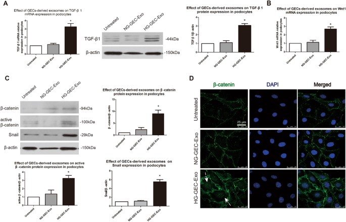 Exosomes from high glucose-treated glomerular endothelial cells trigger ...