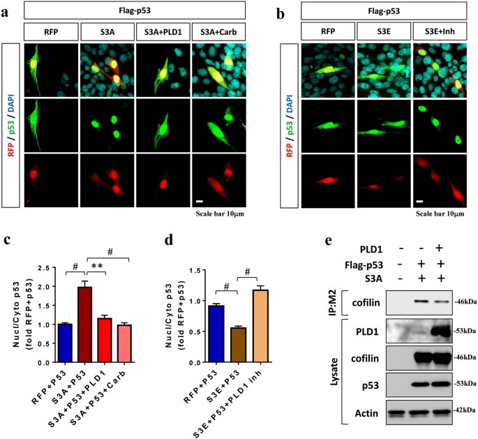 Cofilin-mediated Neuronal Apoptosis via p53 Translocation and PLD1 ...