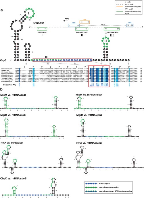 Intermolecular base stacking mediates RNA-RNA interaction in a crystal ...