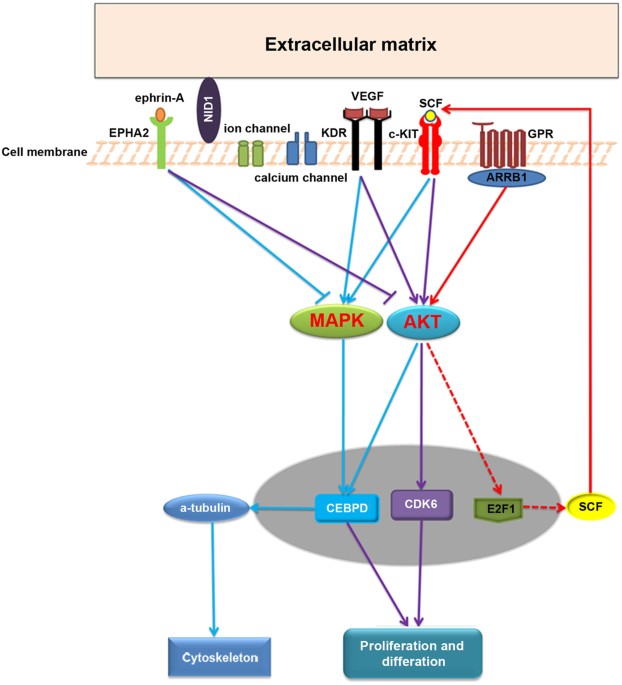Functional non-coding polymorphism in an EPHA2 promoter PAX2 binding ...